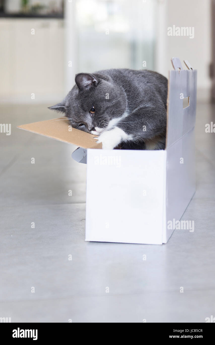 The cat hiding in cardboard box Stock Photo - Alamy