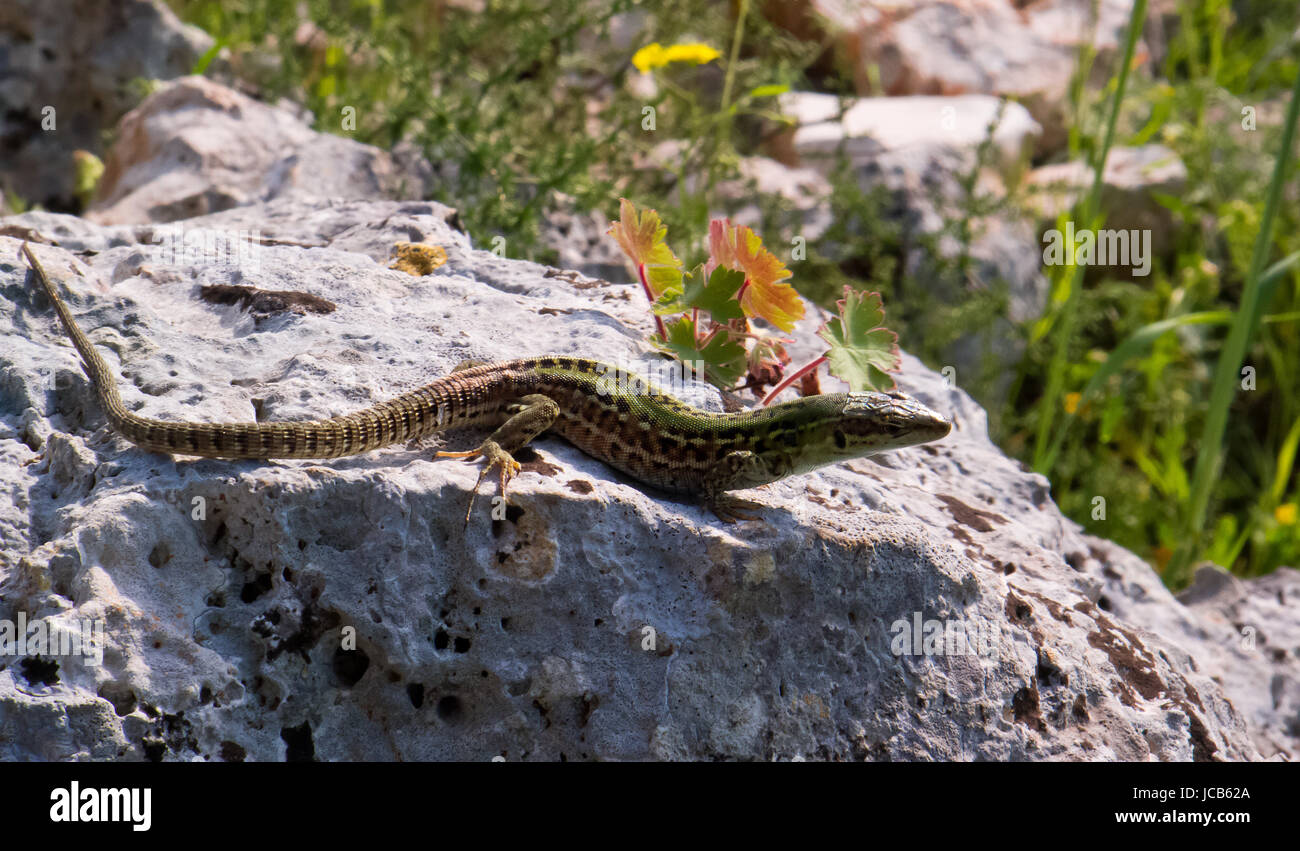 Mediterranean land of Puglia,with a kind of lizard to the sunny over ...