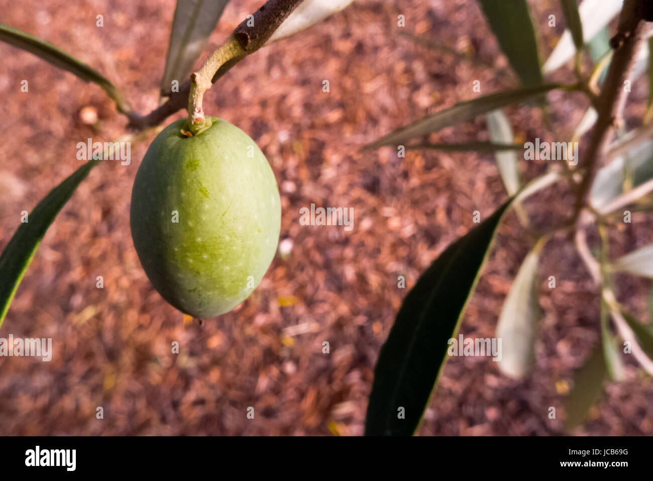 Olive growing Stock Photo - Alamy