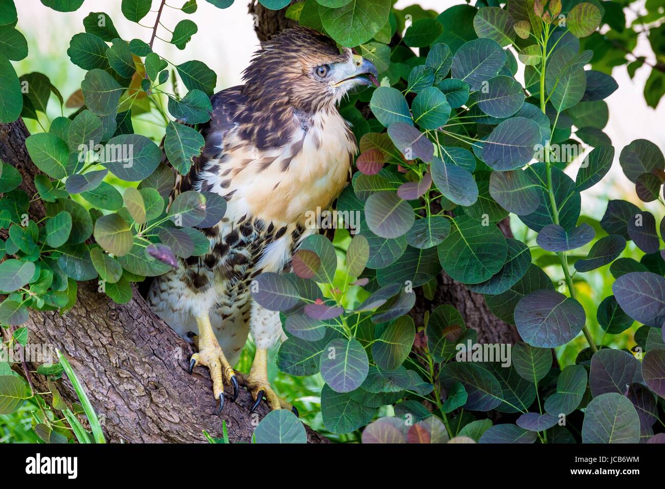A red-tailed hawk fledging explores outside their nest atop the U.S ...