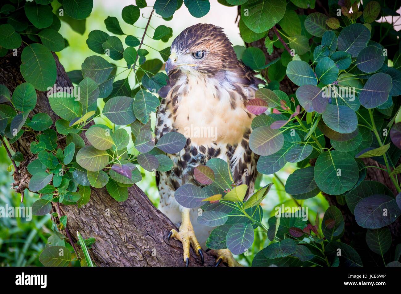 A red-tailed hawk fledging explores outside their nest atop the U.S ...