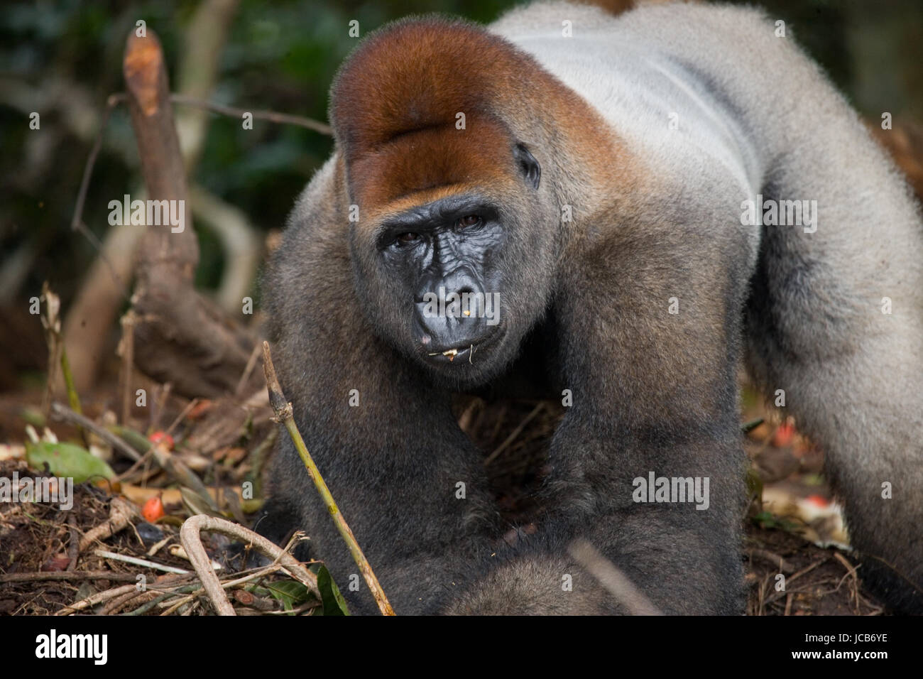 Congo monkey hi-res stock photography and images - Alamy