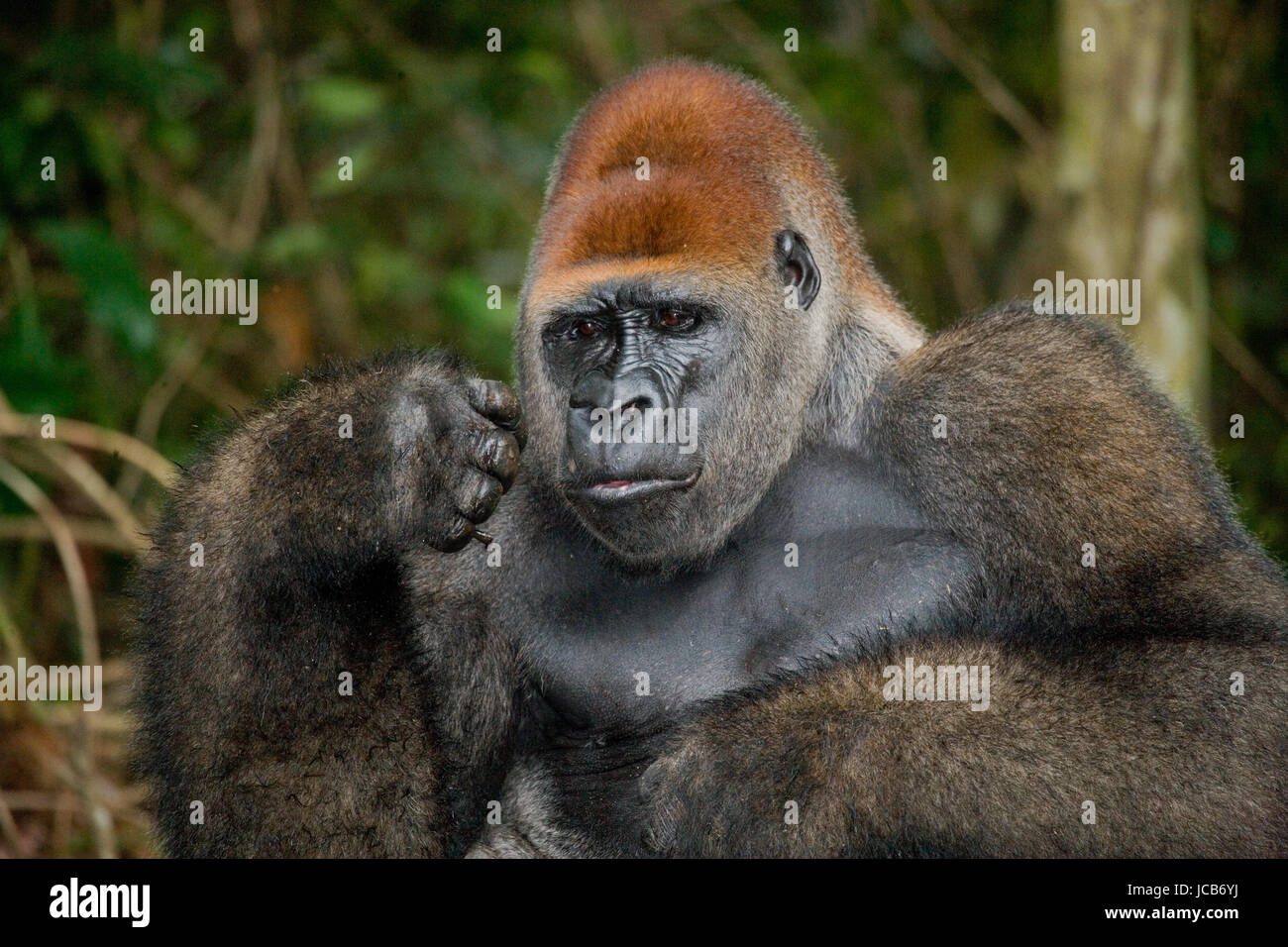 Monkey jungle africa congo hi-res stock photography and images - Alamy