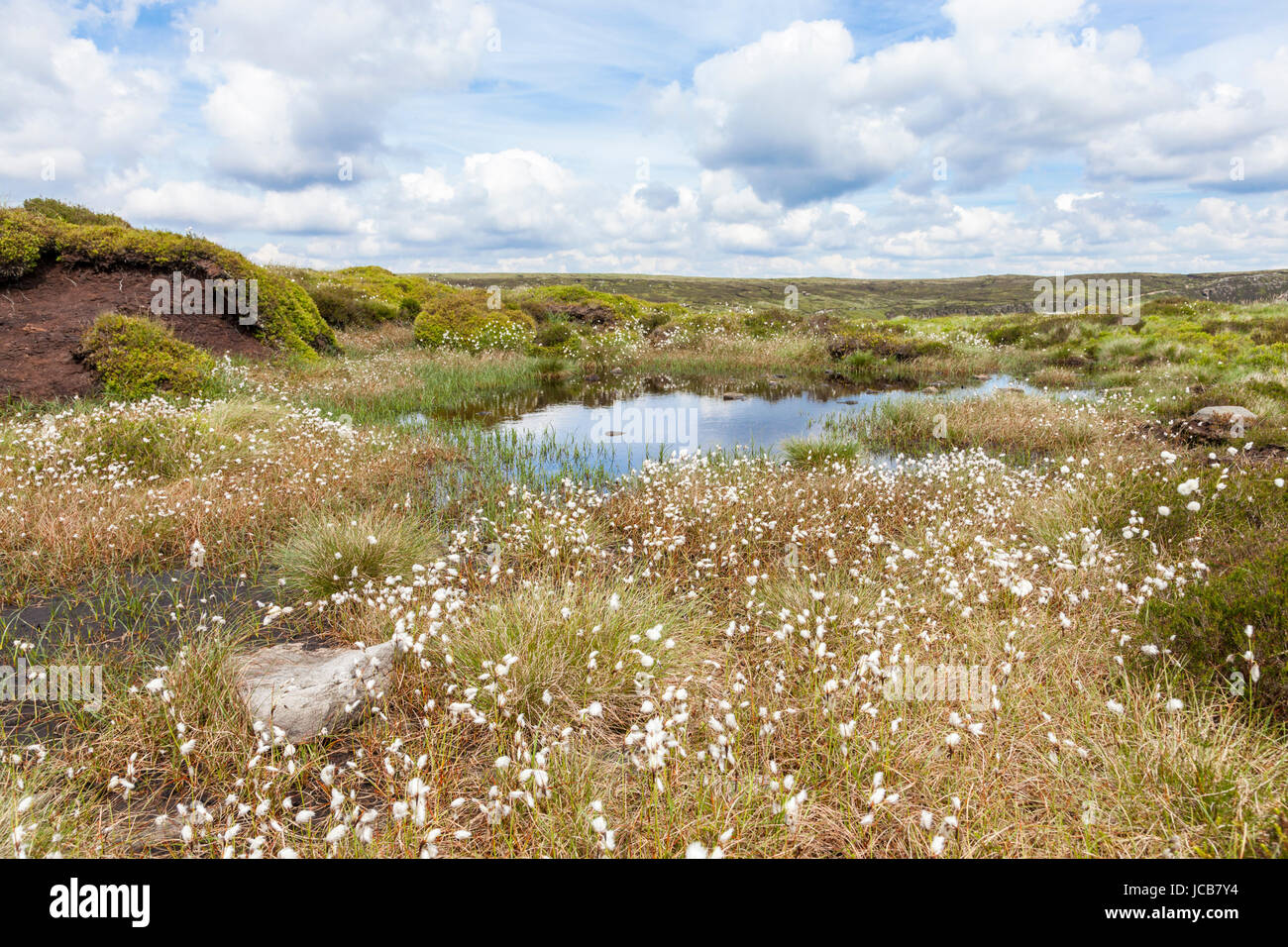 Peat bog moor with cotton grass. Boggy moorland on Kinder Scout in the ...