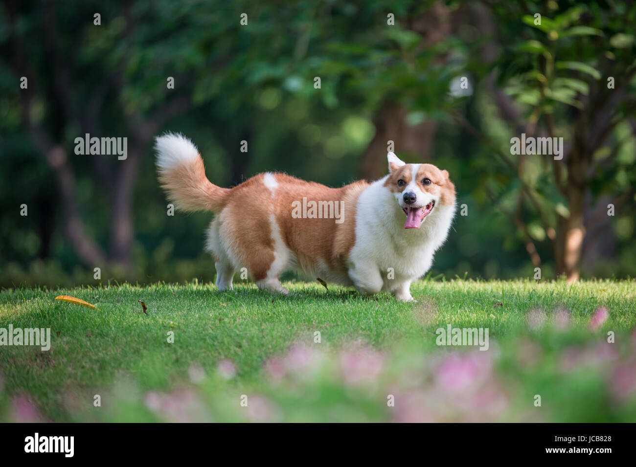 Corgi dogs hi-res stock photography and images - Alamy