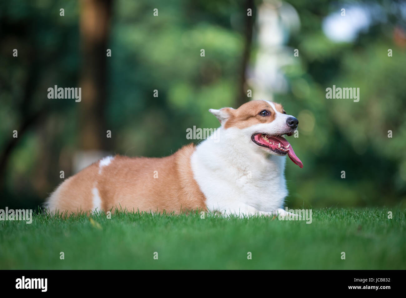 corgi dogs playing in the Park Stock Photo - Alamy