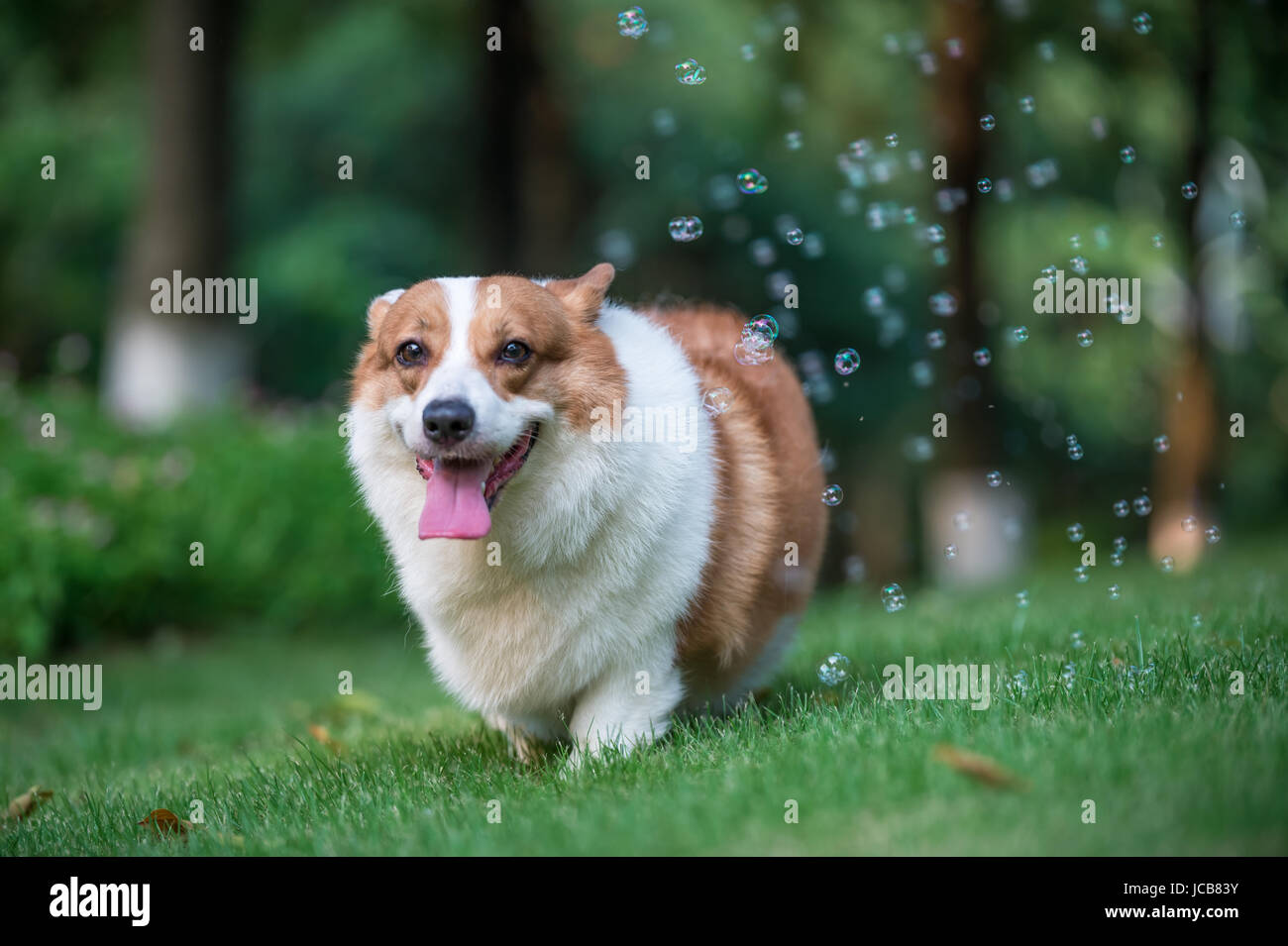 corgi dogs playing in the Park Stock Photo - Alamy