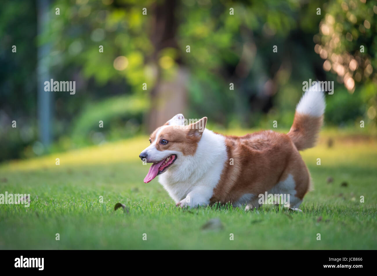 corgi dogs playing in the Park Stock Photo - Alamy