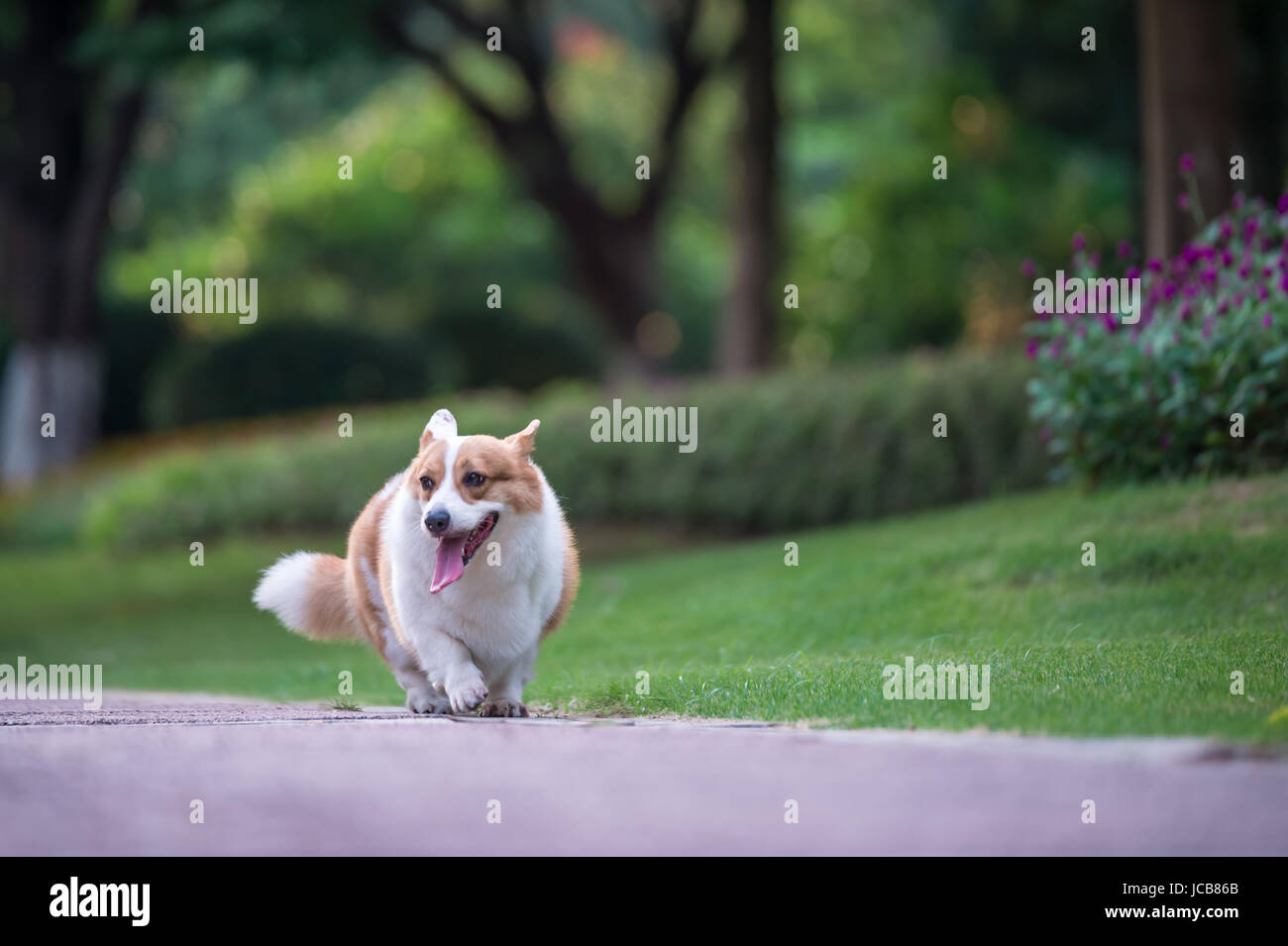 corgi dogs playing in the Park Stock Photo - Alamy