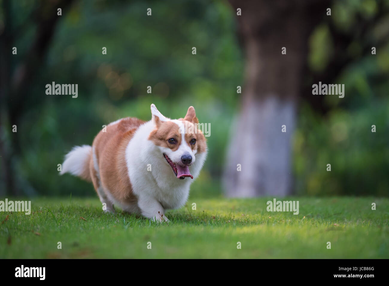 corgi dogs playing in the Park Stock Photo - Alamy