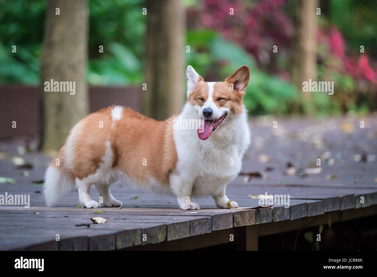 corgi dogs playing in the Park Stock Photo - Alamy