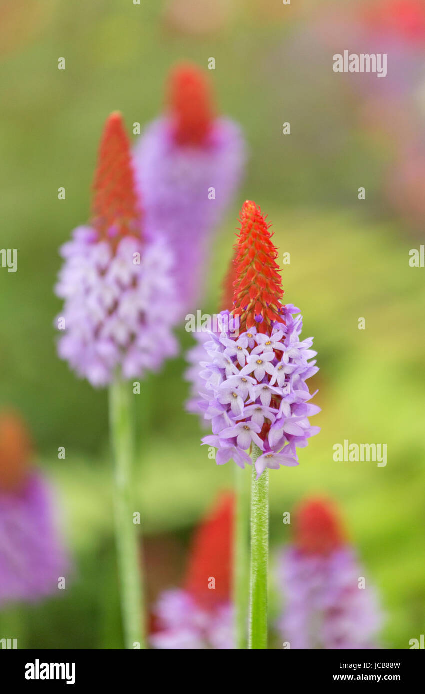 Vialli hi-res stock photography and images - Alamy