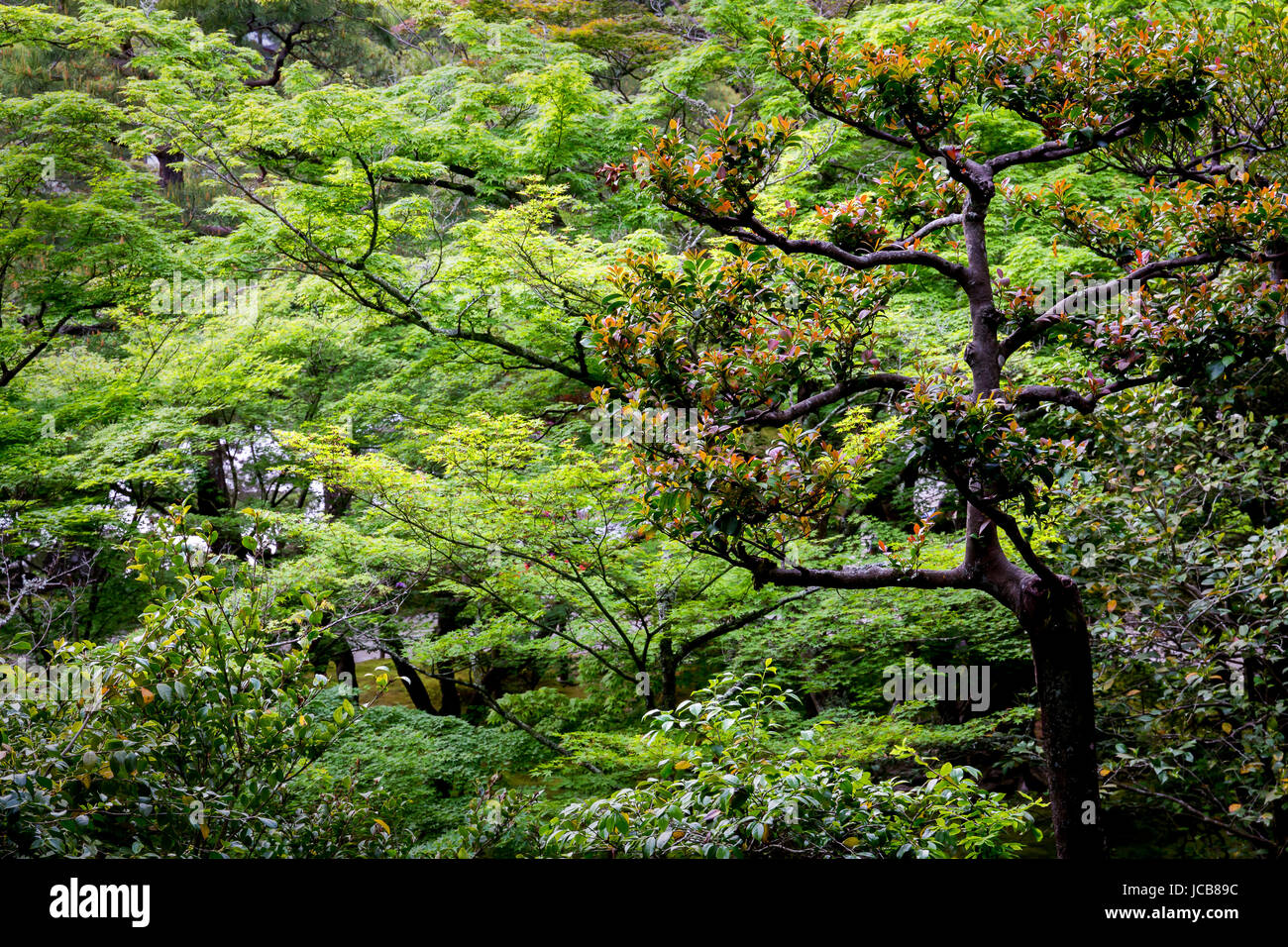 Ginkaku-ji or Jisho-ji temple in Kyoto, Japan Stock Photo - Alamy