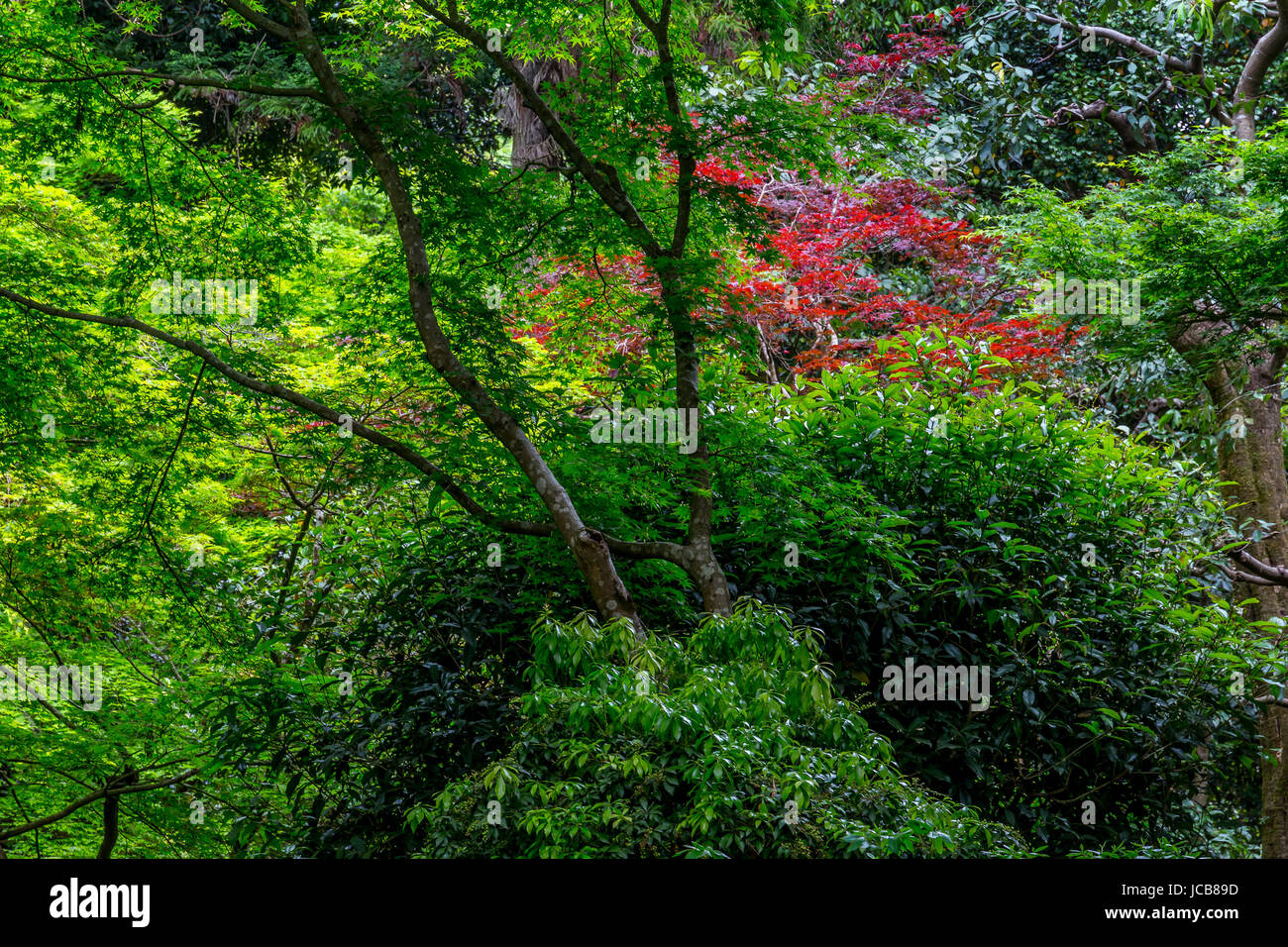 Ginkaku-ji or Jisho-ji temple in Kyoto, Japan Stock Photo - Alamy