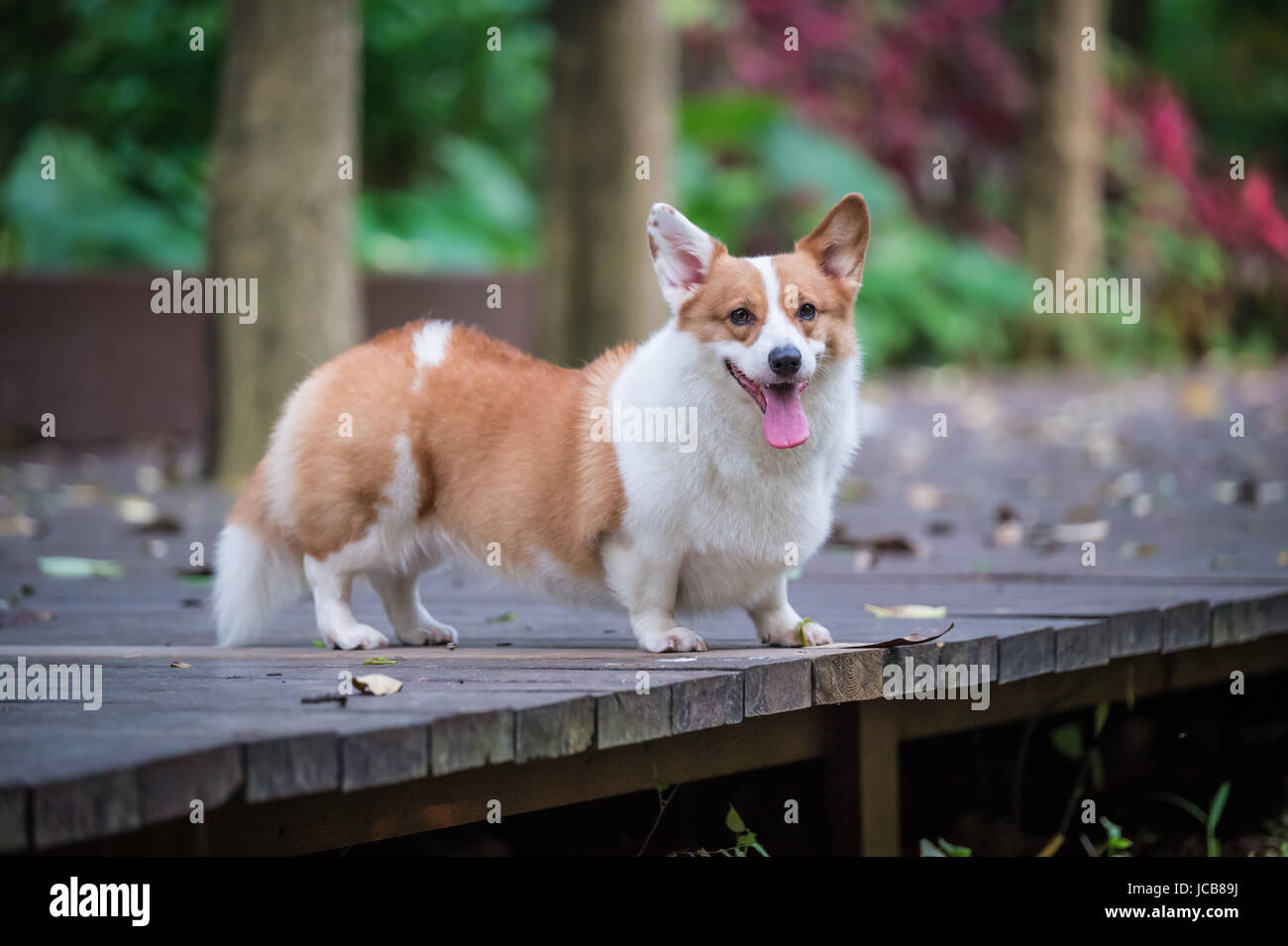 corgi dogs playing in the Park Stock Photo - Alamy