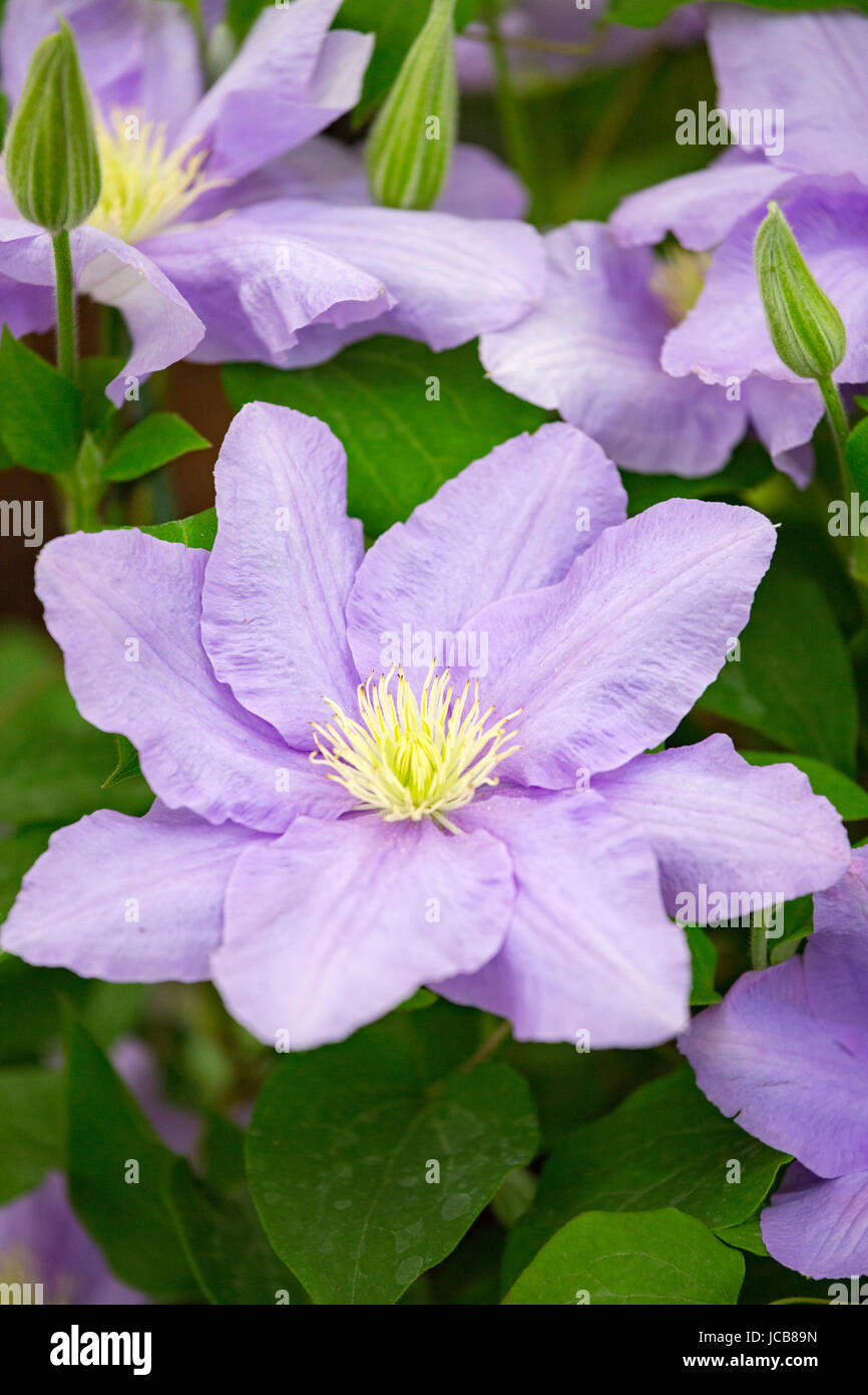 Esme hi-res stock photography and images - Alamy