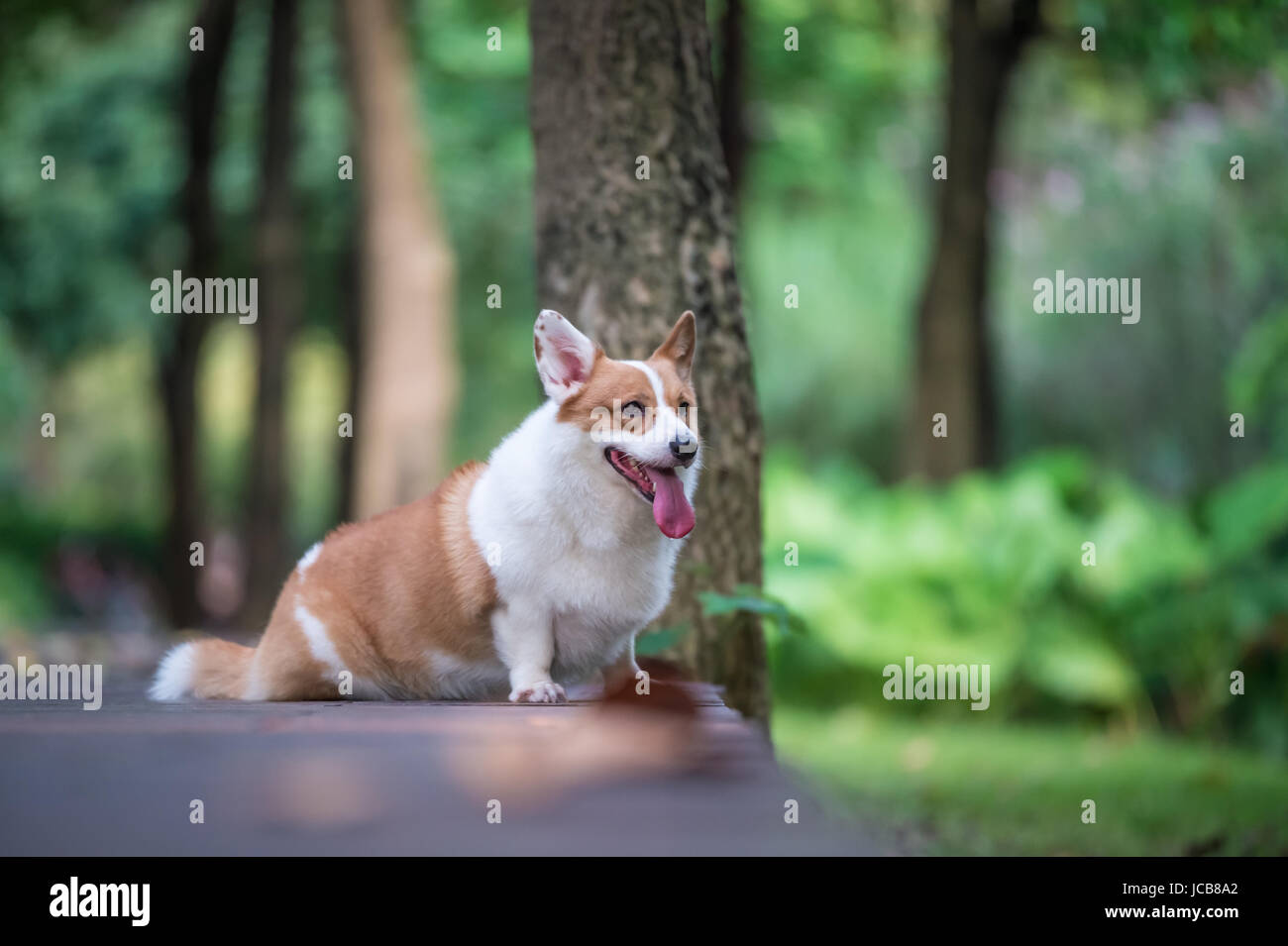 corgi dogs playing in the Park Stock Photo - Alamy