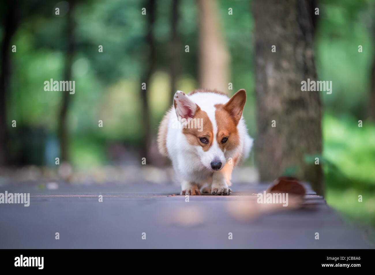 corgi dogs playing in the Park Stock Photo - Alamy