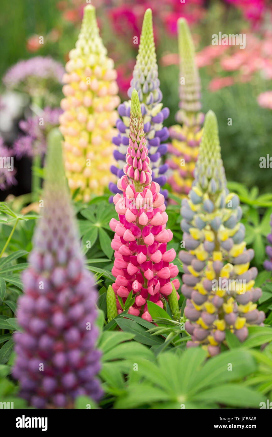 English lupins hi-res stock photography and images - Alamy