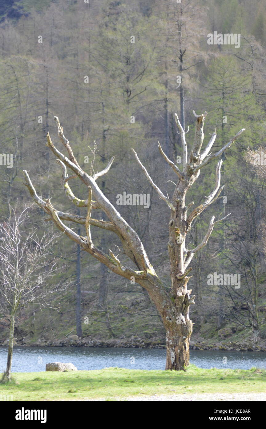 Tree hit by lightning hi-res stock photography and images - Alamy