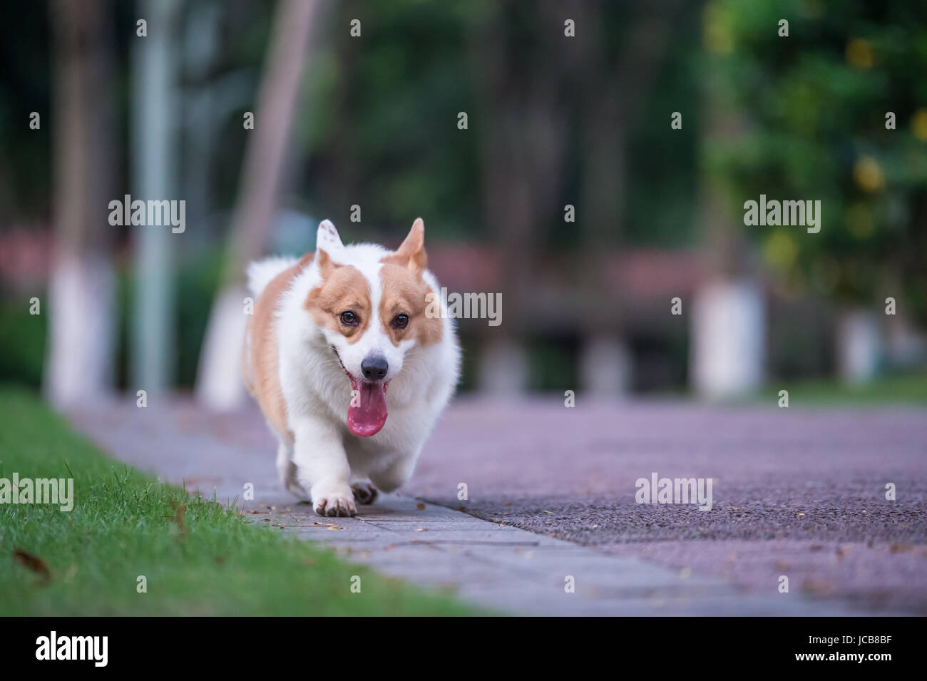 corgi dogs playing in the Park Stock Photo - Alamy