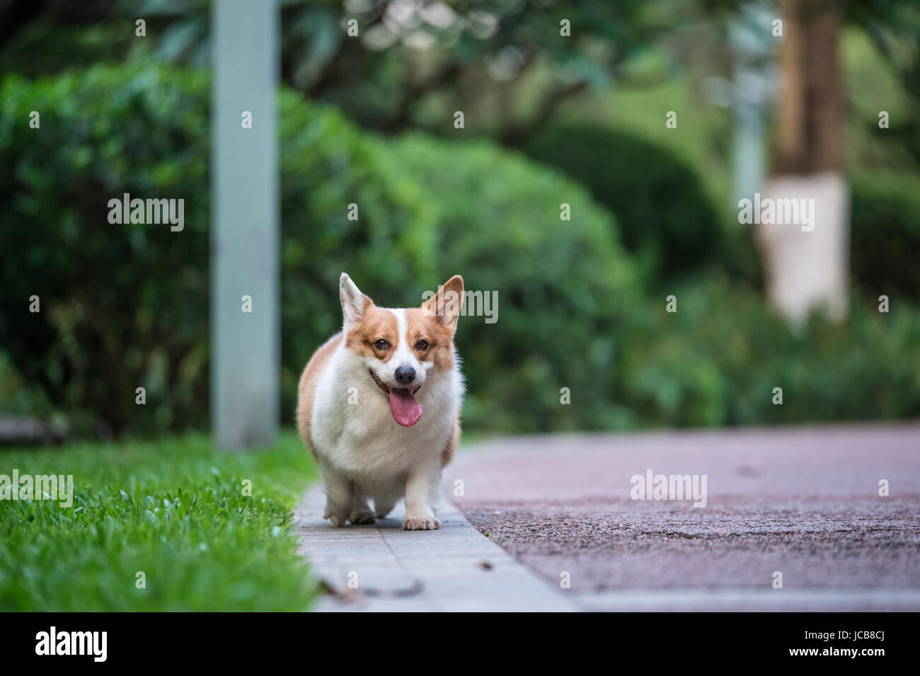 corgi dogs playing in the Park Stock Photo - Alamy