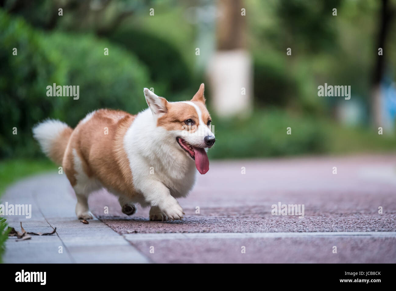corgi dogs playing in the Park Stock Photo - Alamy
