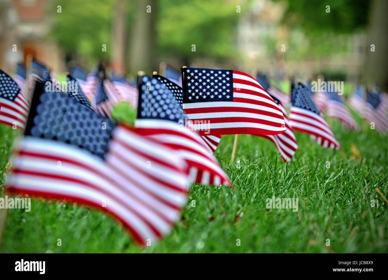 Field of American Flags Stock Photo - Alamy