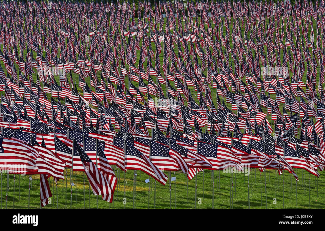 Field of American Flags Stock Photo - Alamy