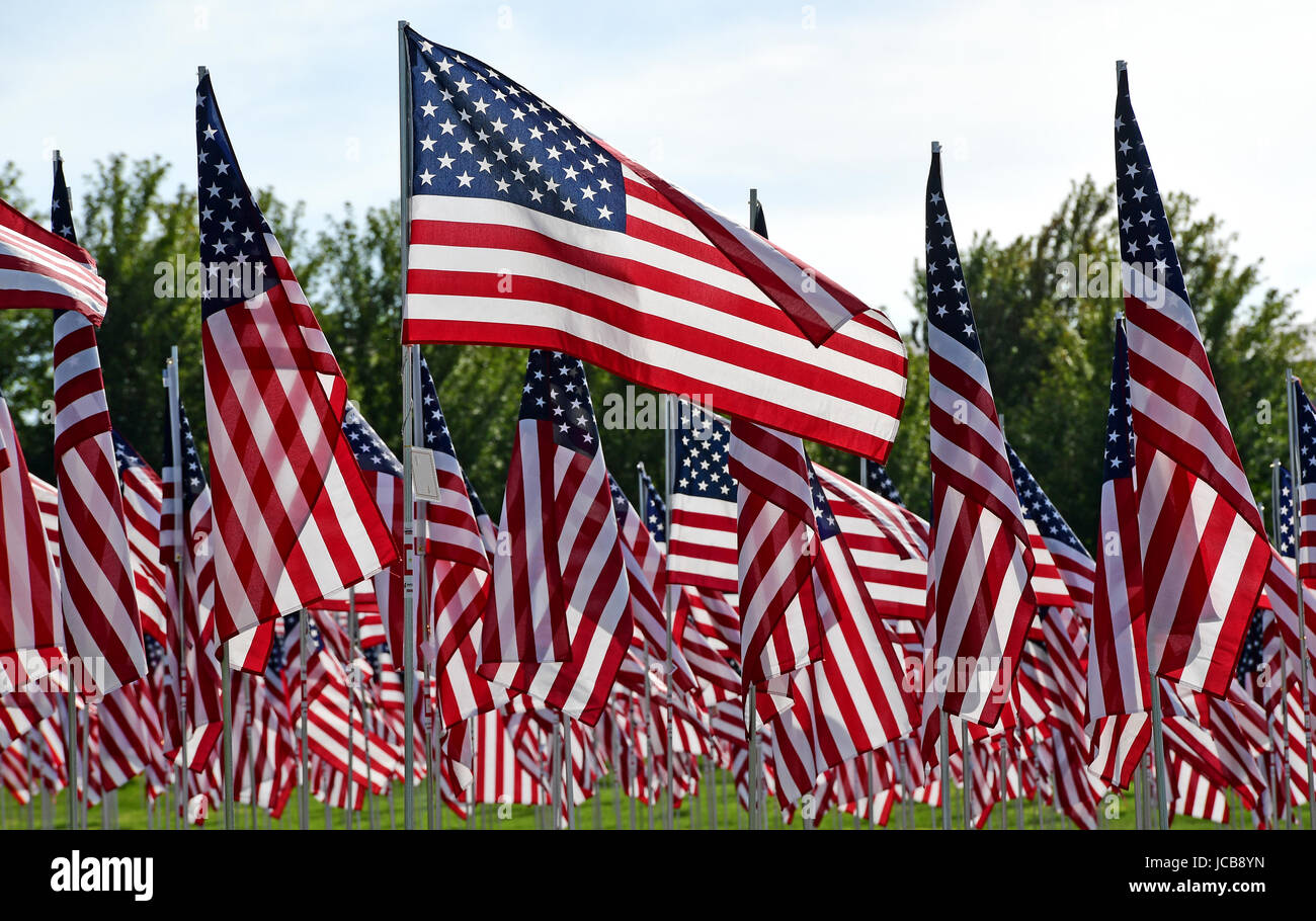 Field of American Flags Stock Photo - Alamy