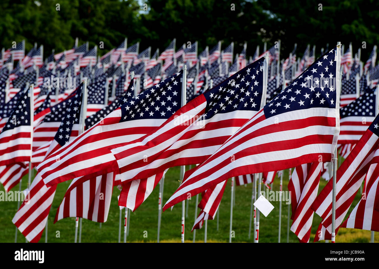 Field of American Flags Stock Photo - Alamy
