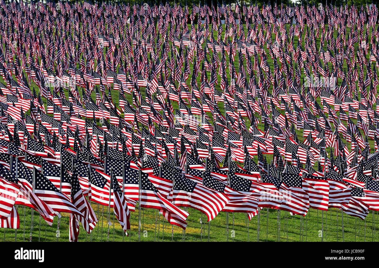 Field of American Flags Stock Photo - Alamy