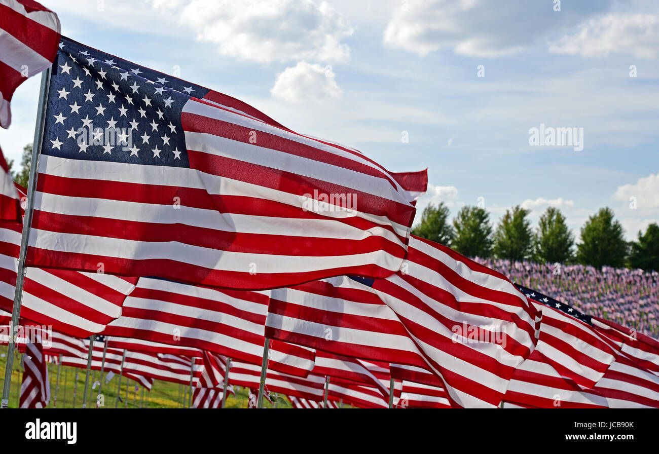 Field of American Flags Stock Photo - Alamy