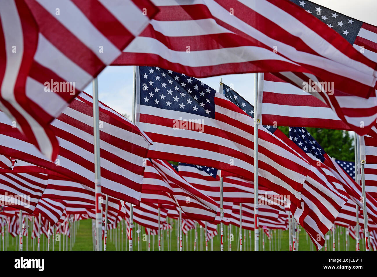 Field of American Flags Stock Photo - Alamy