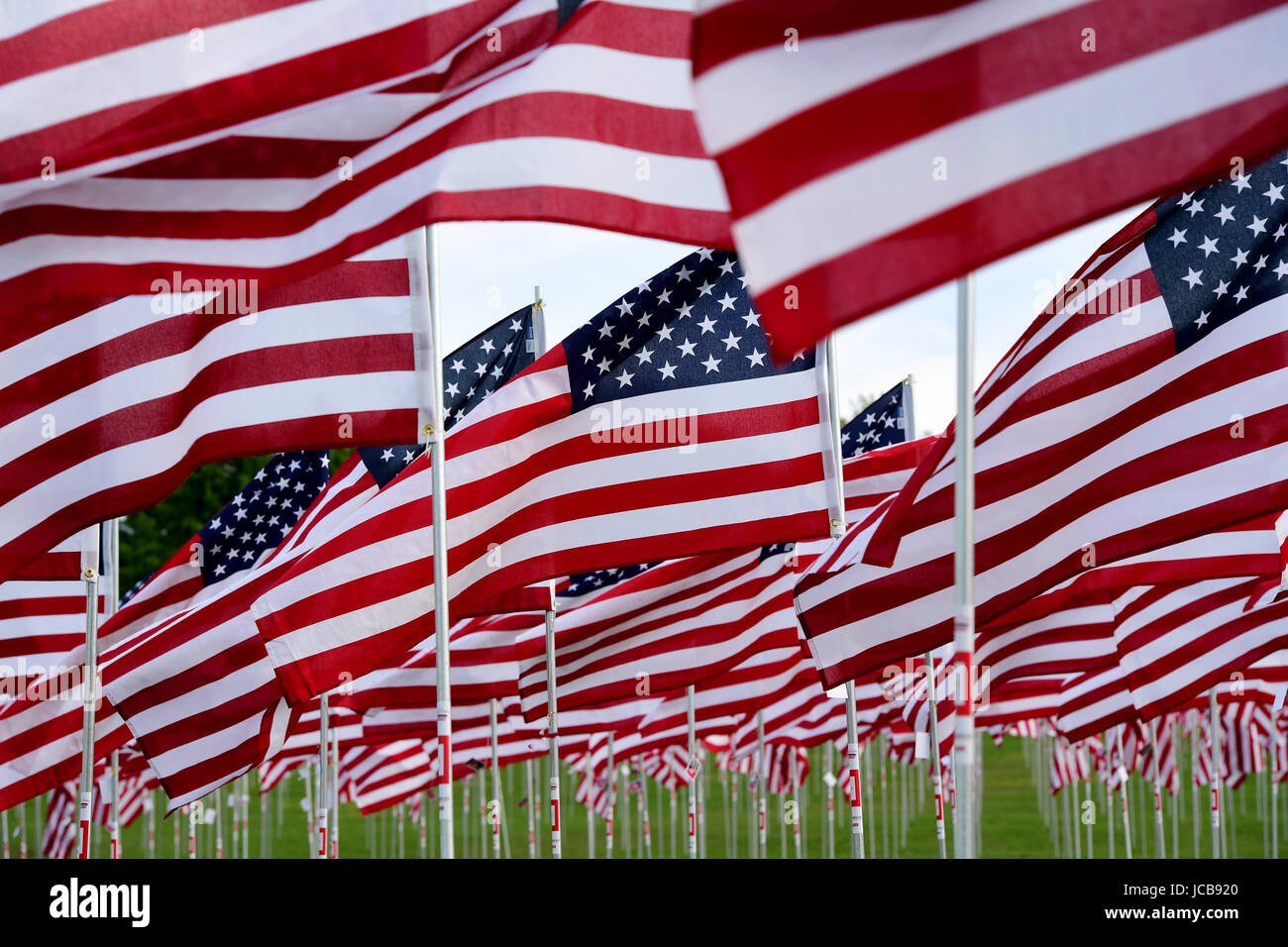Field of American Flags Stock Photo - Alamy