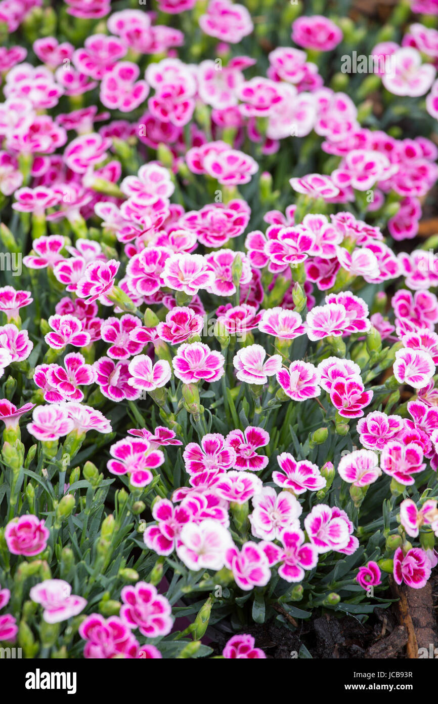 Cottage pink dianthus hi-res stock photography and images - Alamy