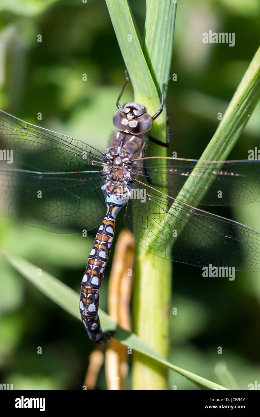 close up of an adult blue dragonfly hanging on to a green onion in the ...