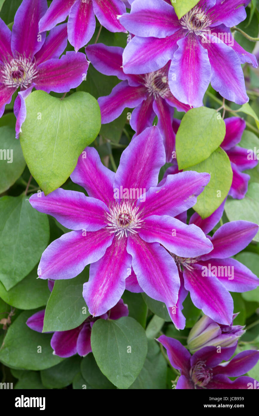 Clematis fireworks hi-res stock photography and images - Alamy