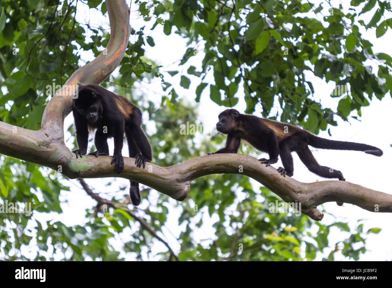 Congo rainforest animals hi-res stock photography and images - Alamy