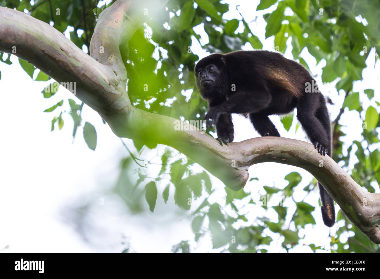 howler monkey up a tree in the rainforest of Costa Rica near Tilaran ...