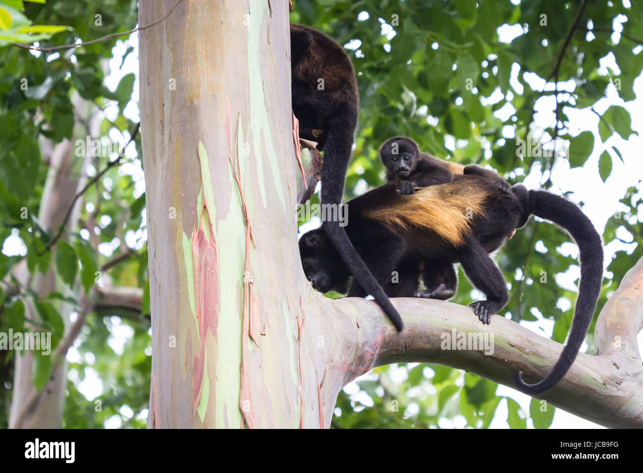Monkey moms hi-res stock photography and images - Alamy