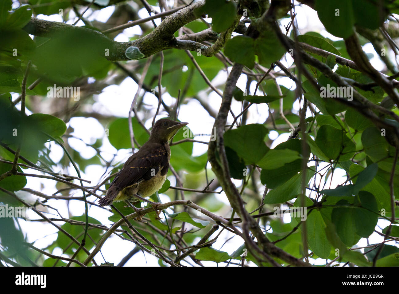 Clay colored thrush, just a couple of weeks old learning how to fly and ...