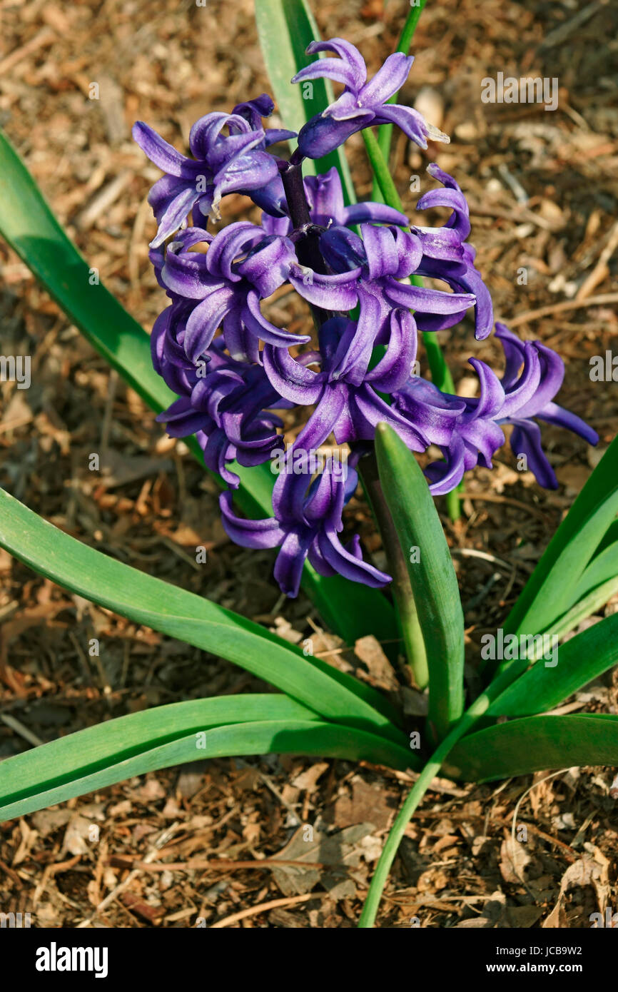 Common hyacinthus (Hyacinthus orientalis). Called Garden Hyacinth and ...