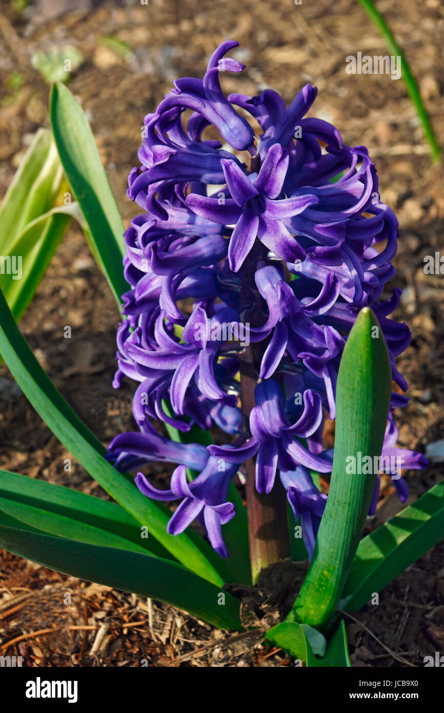 Common hyacinthus (Hyacinthus orientalis). Called Garden Hyacinth and Dutch Hyacinth also Stock ...