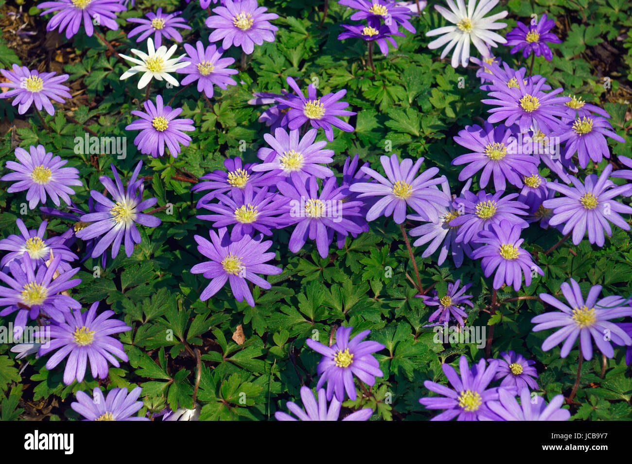 Blue shades Grecian windflower (Anemone blanda Blue Shades). Called ...