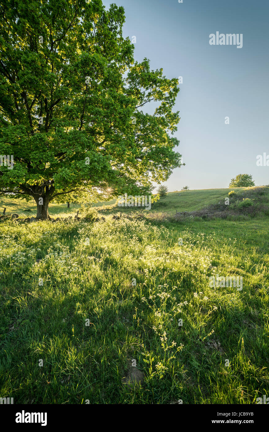 Oak tree at sunset and pasture area at Brosarps Backar, Osterlen, Skane ...