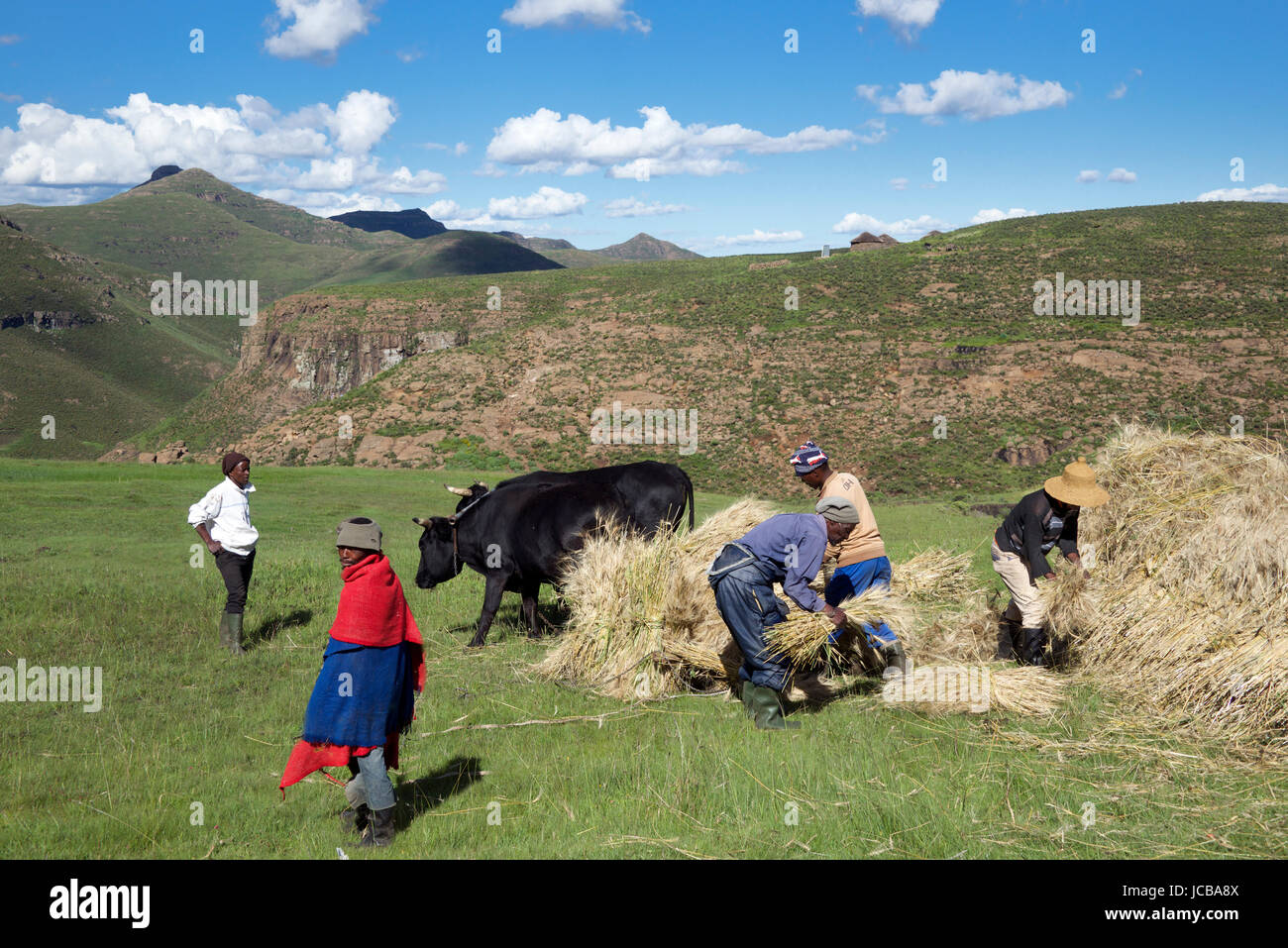 Farmers stacking wheat crop Central Highlands Lesotho Southern Africa ...