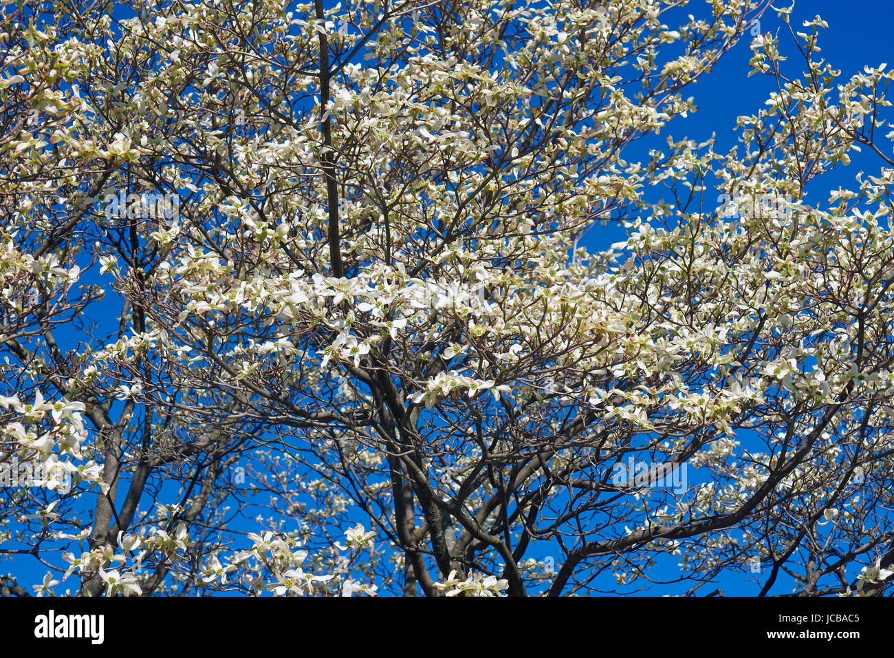 Flowering Dogwood (Cornus florida). Called American Dogwood and Eastern ...