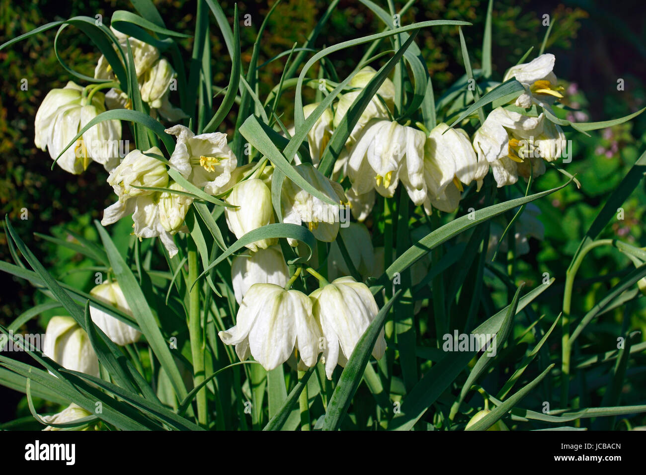 Snake's head fritillary (Fritillaria meleagris). Called Chess flower ...