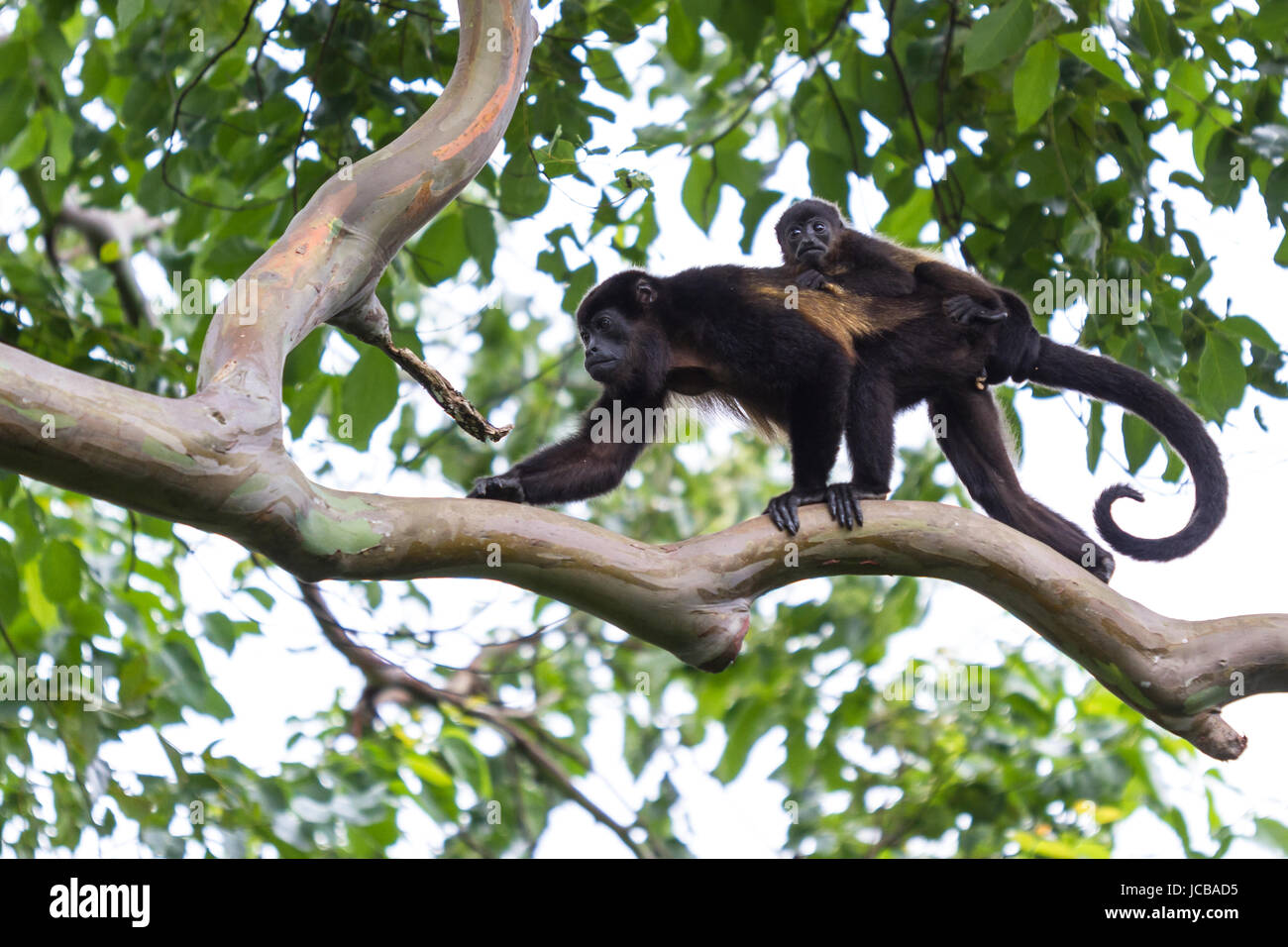 Baby monkey holding on to his moms back as the maneuvers thru the ...